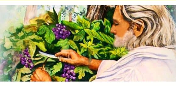 Parábola de la Vid Juan 15: Reflexión y Esperanza - Teologuia